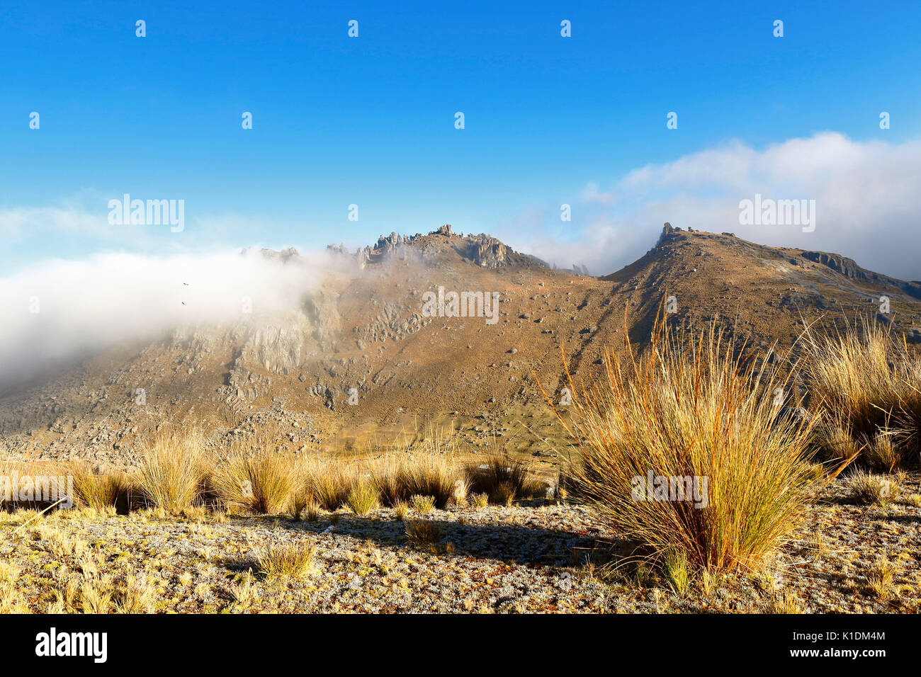 Andean plant called ichu Stock Photo - Alamy