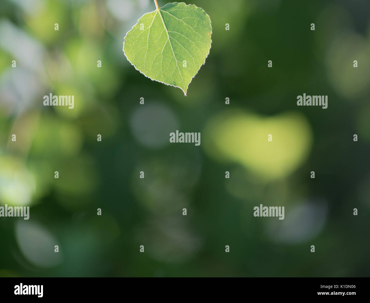 Single Quaking Aspen Leaf Stock Photo - Alamy