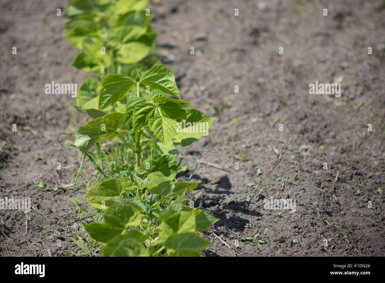 Bean Plant Row in Garden Stock Photo - Alamy