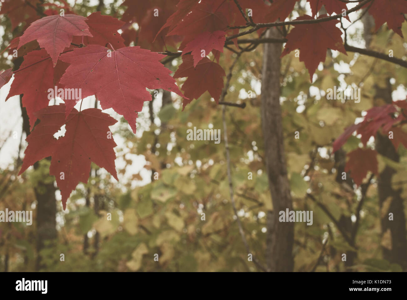Vintage Look Red Maple Leaves Stock Photo - Alamy