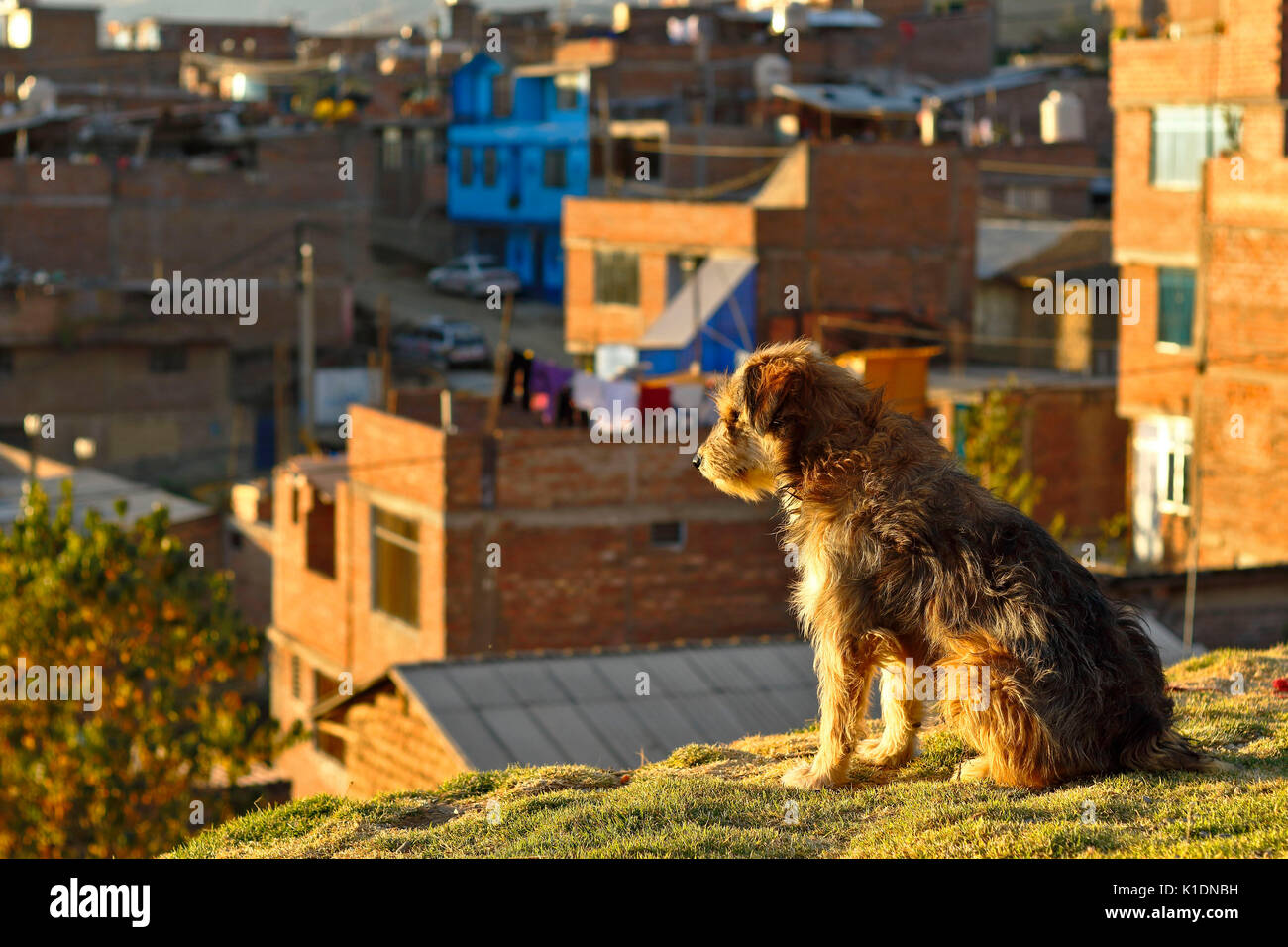 Contemplating dog hi-res stock photography and images - Alamy