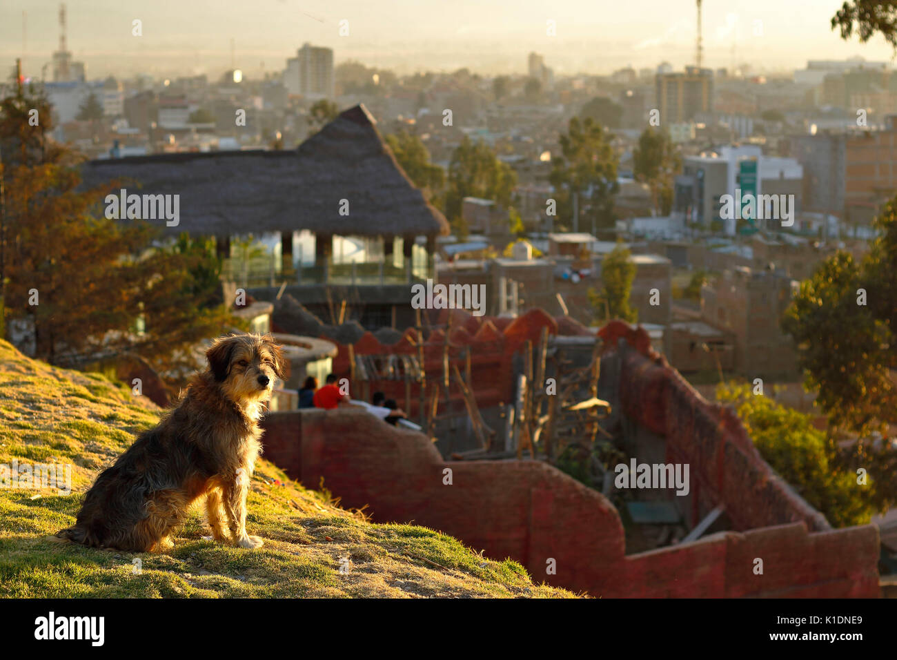 Domestic dog contemplating the horizon over sunset Stock Photo - Alamy