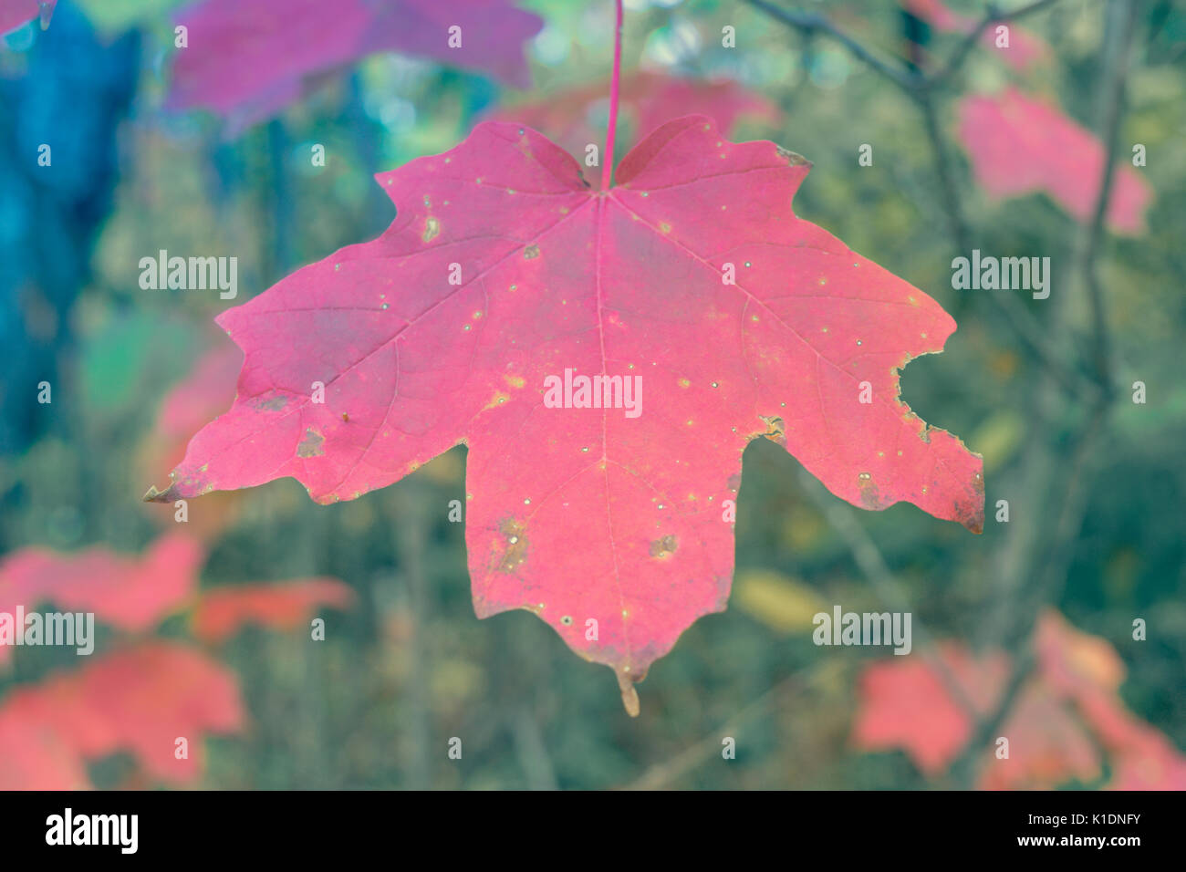 Sugar maple leaf hi-res stock photography and images - Alamy