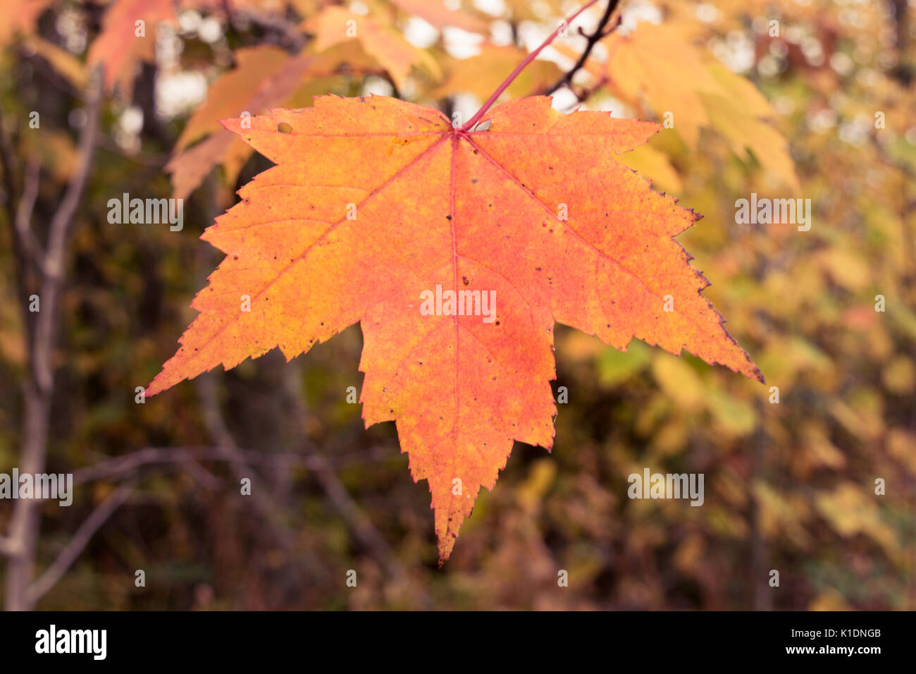 Single leaf in fall color in sunlight hi-res stock photography and ...