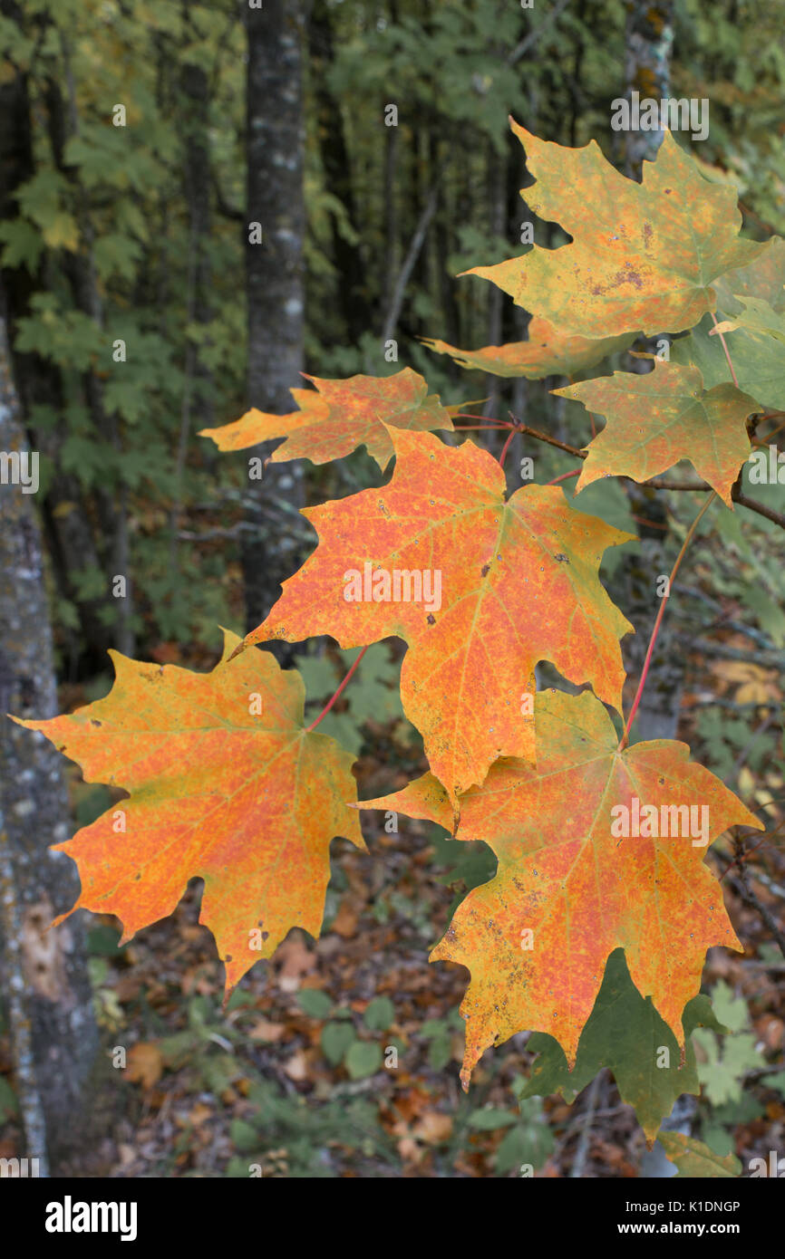 Early fall foliage leaves of sugar maple hi-res stock photography and ...