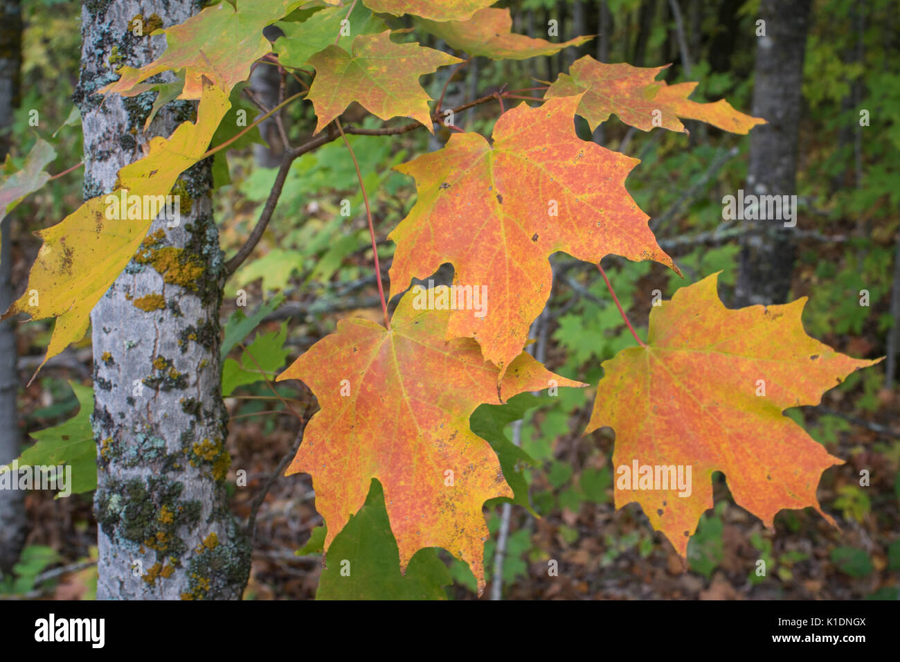 Early fall foliage leaves of sugar maple hi-res stock photography and ...