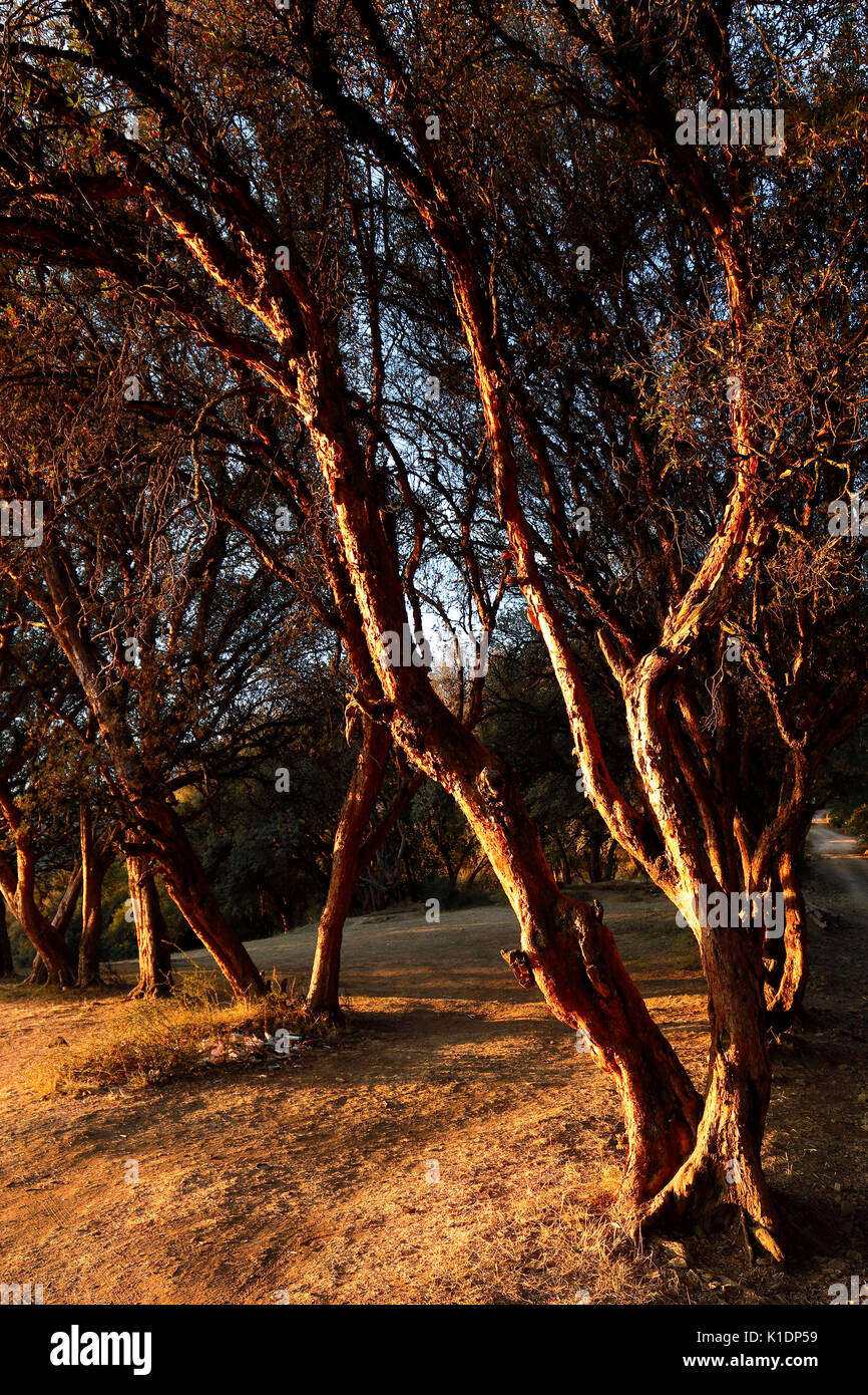 Forest of quinuales (Polylepis spp Stock Photo - Alamy