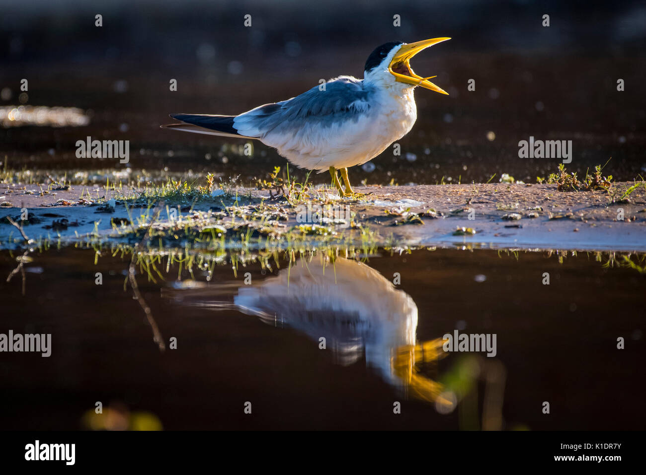 Large-billed tern (Phaetusa simplex), yawning with open beak, standing ...