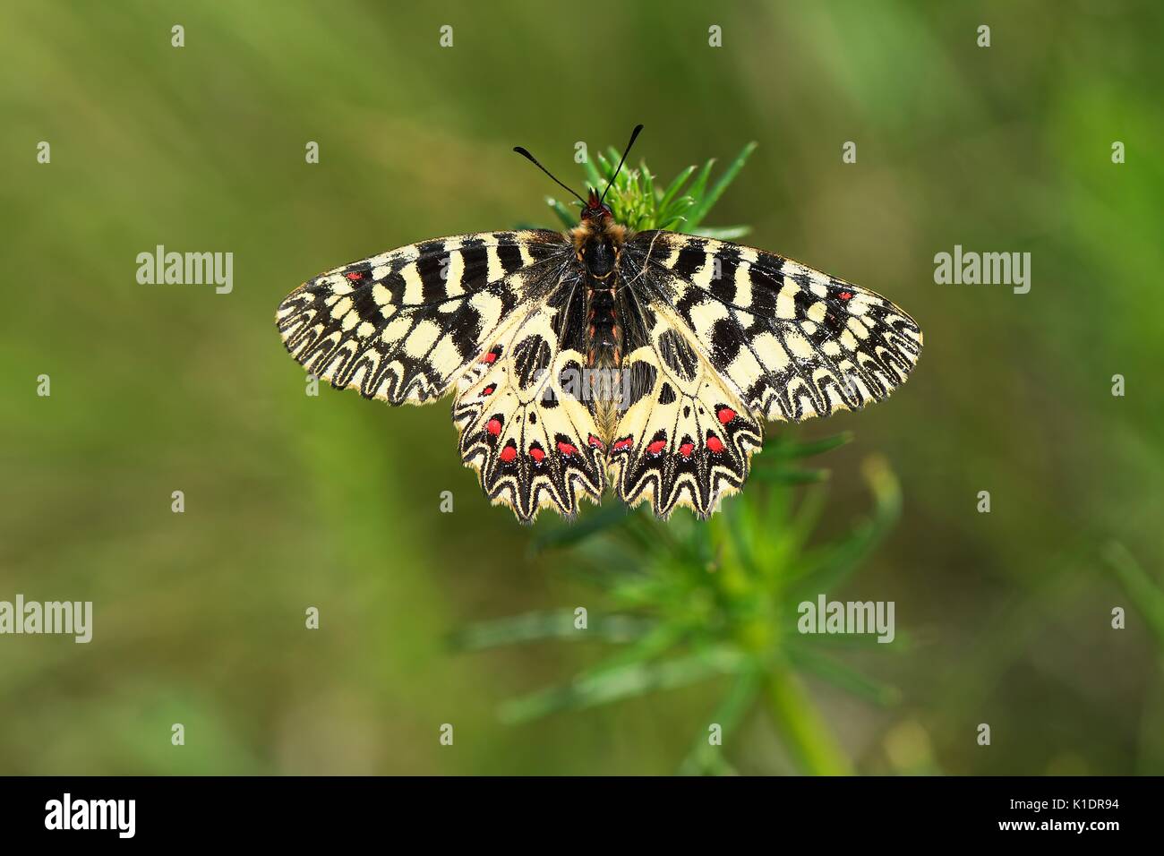 Festoon pattern hi-res stock photography and images - Alamy