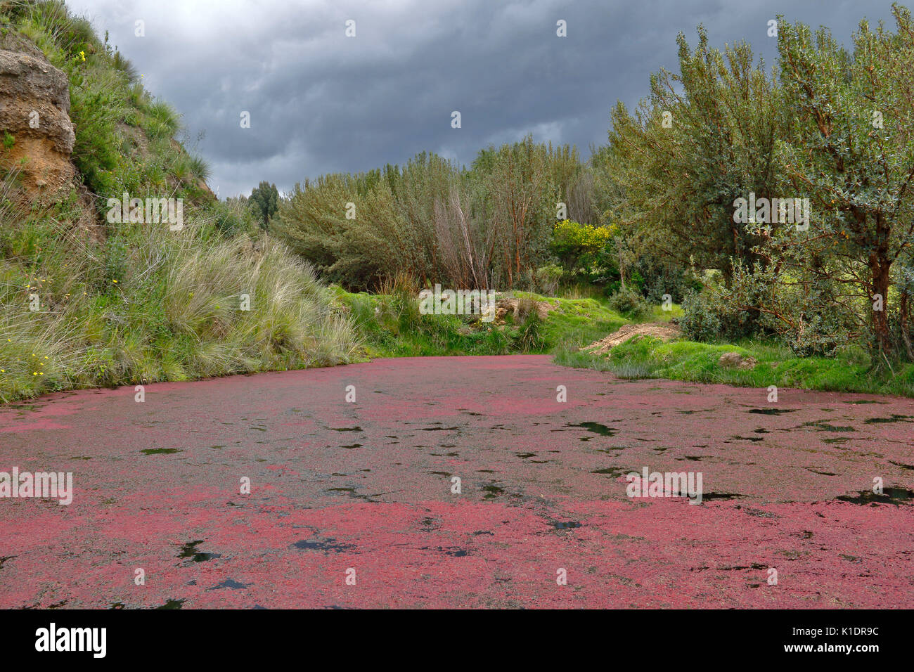 Andean red lagoon Stock Photo - Alamy