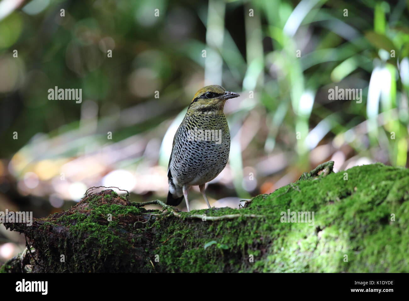 Blue pitta (Hydrornis cyaneus) in Khao Yai National Park, Thailand ...