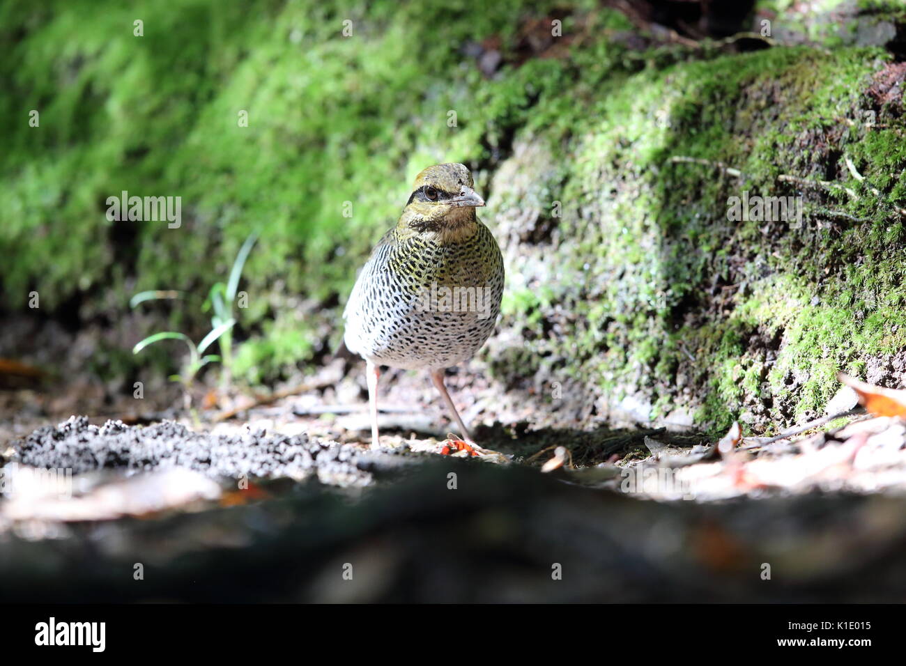 Blue pitta (Hydrornis cyaneus) in Khao Yai National Park, Thailand ...