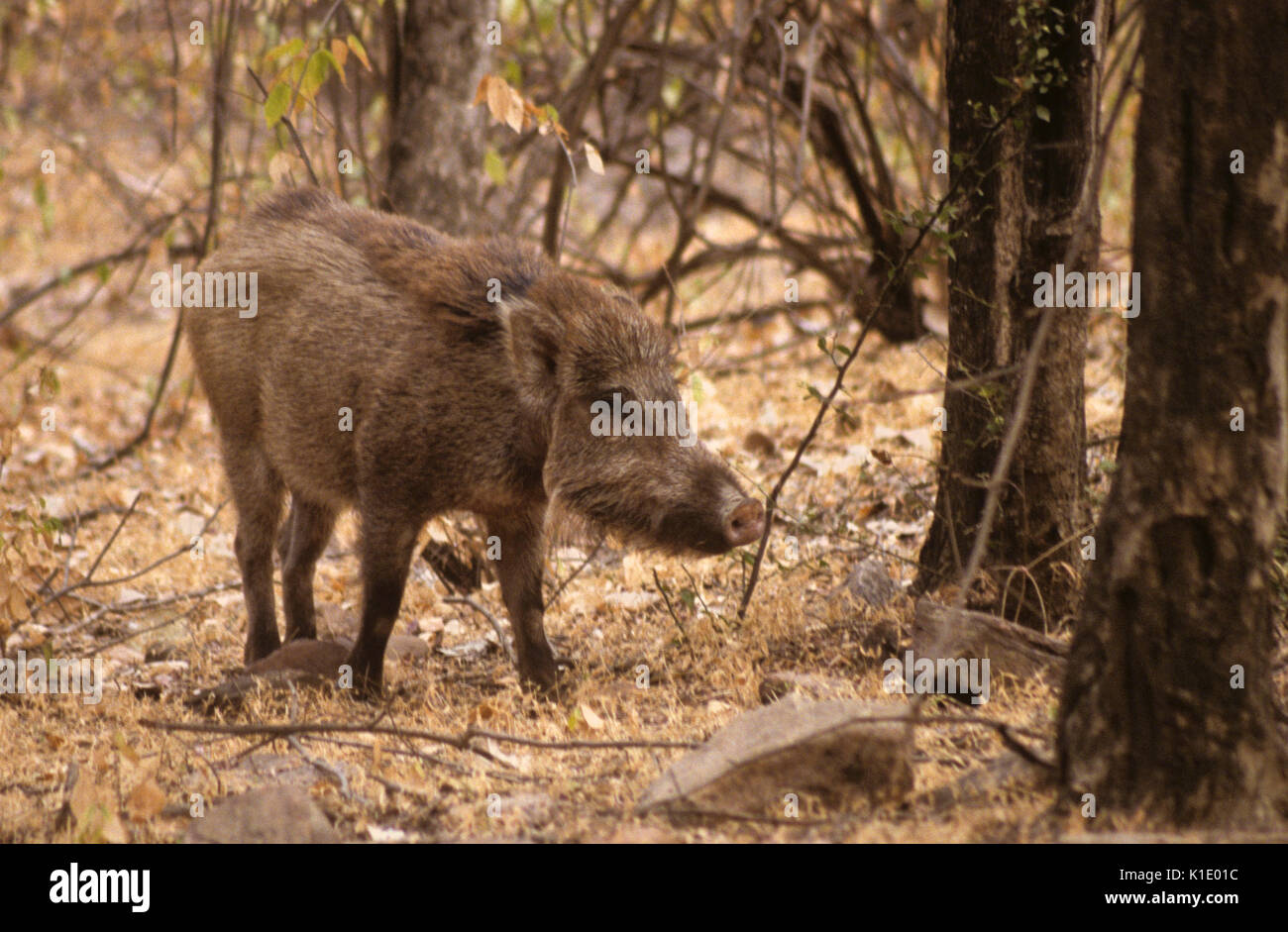 Indian Wild Boar Indian Pig Stock Photos & Indian Wild Boar Indian Pig ...