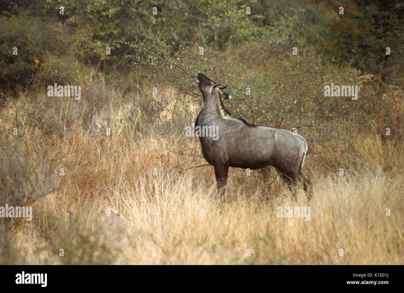 Blue bull hi-res stock photography and images - Alamy