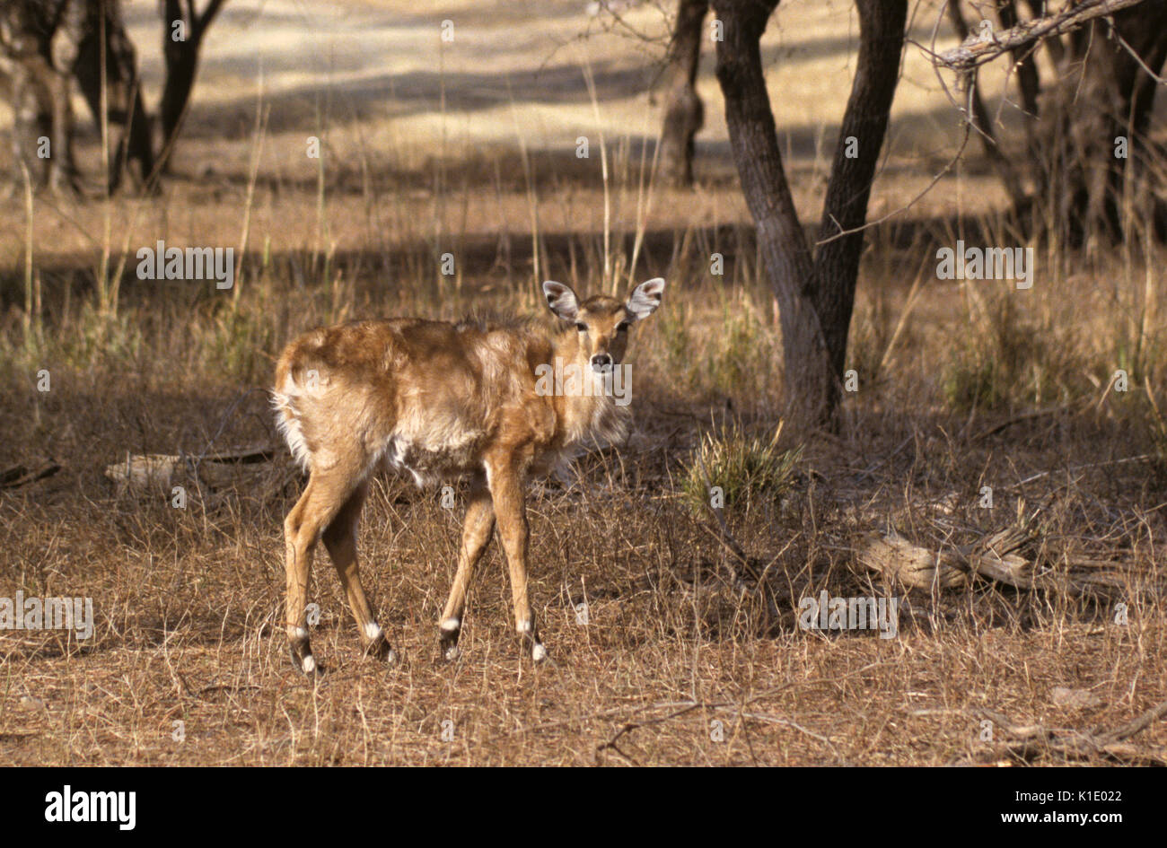Nilgai (blue bull) calf, Ranthambore National Park, Rajasthan, India ...