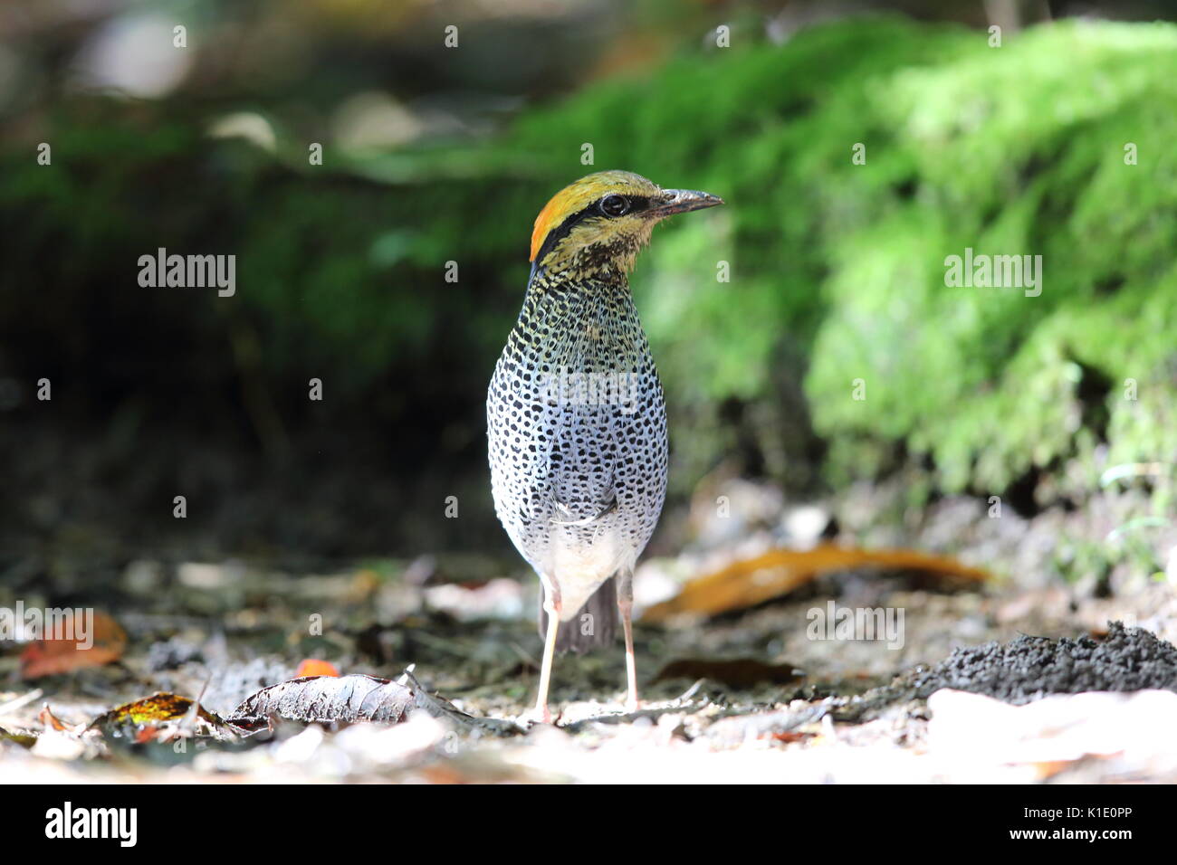 Blue pitta (Hydrornis cyaneus) in Khao Yai National Park, Thailand ...