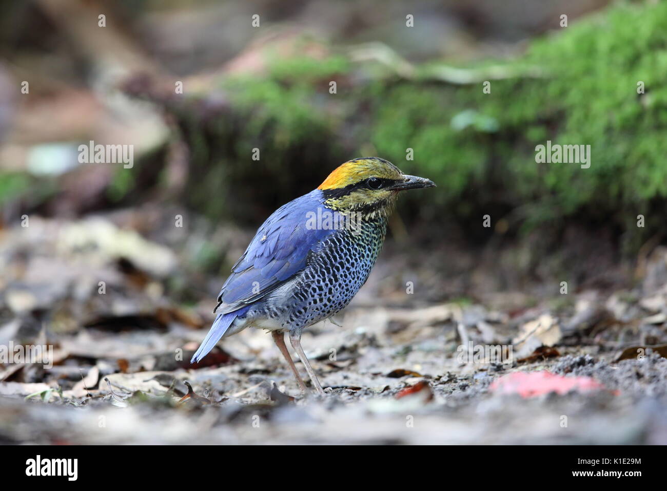 Blue pitta (Hydrornis cyaneus) in Khao Yai National Park, Thailand ...
