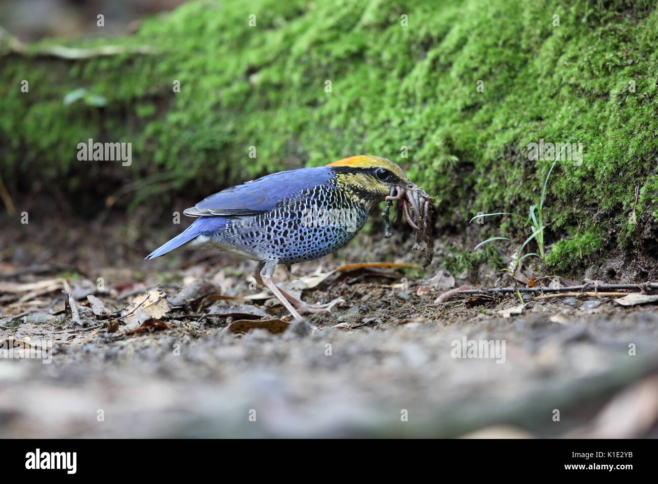Blue pitta (Hydrornis cyaneus) in Khao Yai National Park, Thailand ...