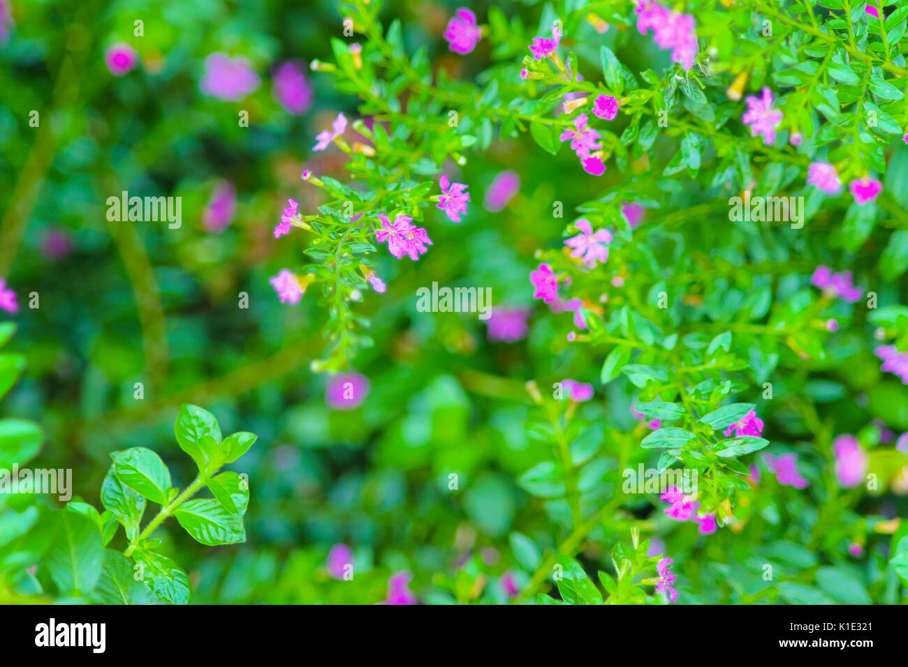 flower purple color in the garden for natural background Stock Photo ...