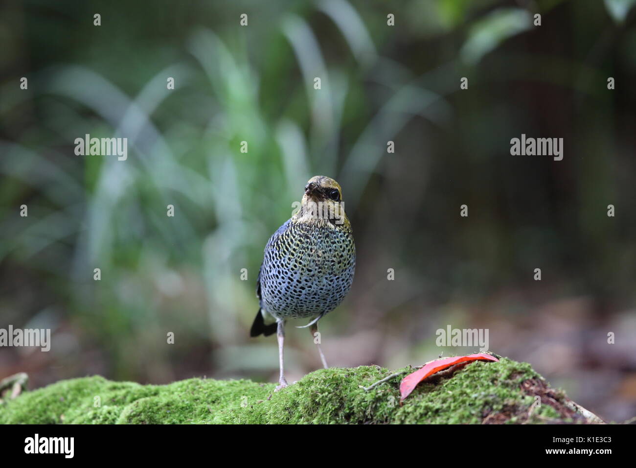 Blue pitta (Hydrornis cyaneus) in Khao Yai National Park, Thailand ...