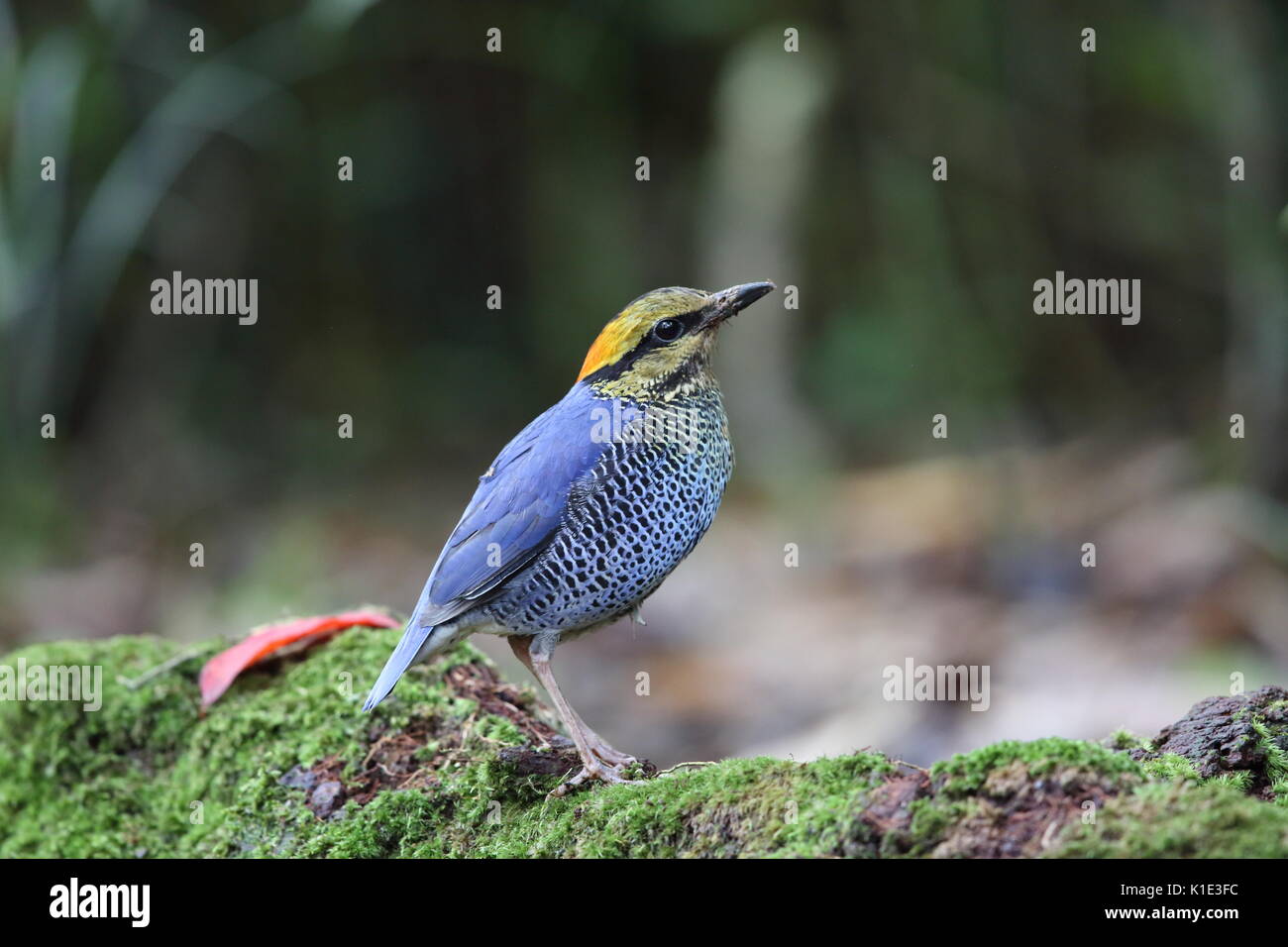 Blue pitta (Hydrornis cyaneus) in Khao Yai National Park, Thailand ...