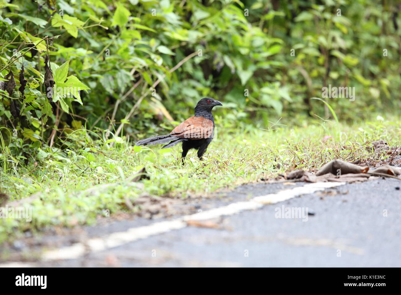 Greater coucal (Centropus sinensis) in Khao Yai National Park, Thailand ...