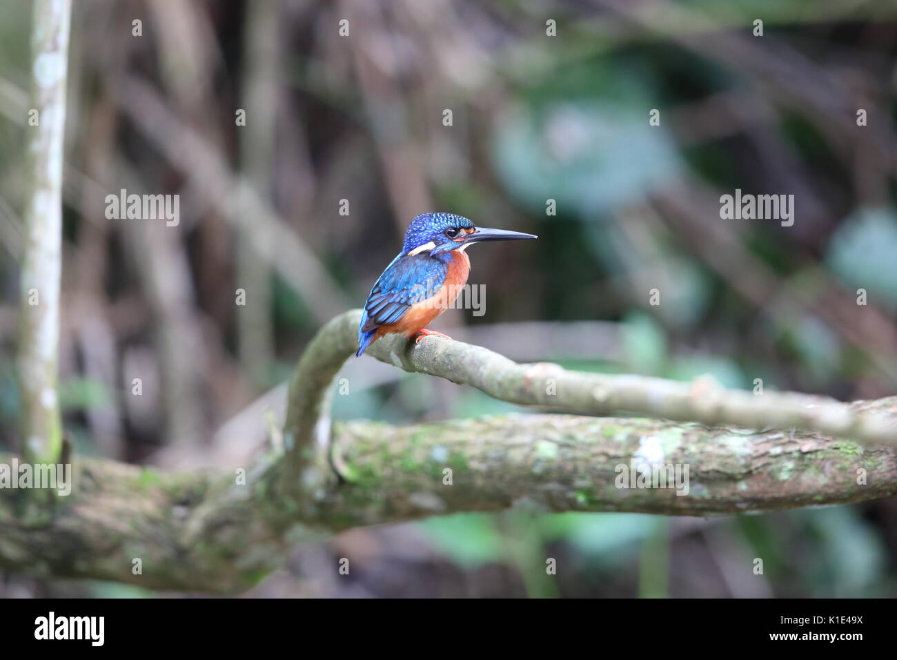 Blue-eared kingfisher (Alcedo meninting) in Khao Yai National Park ...