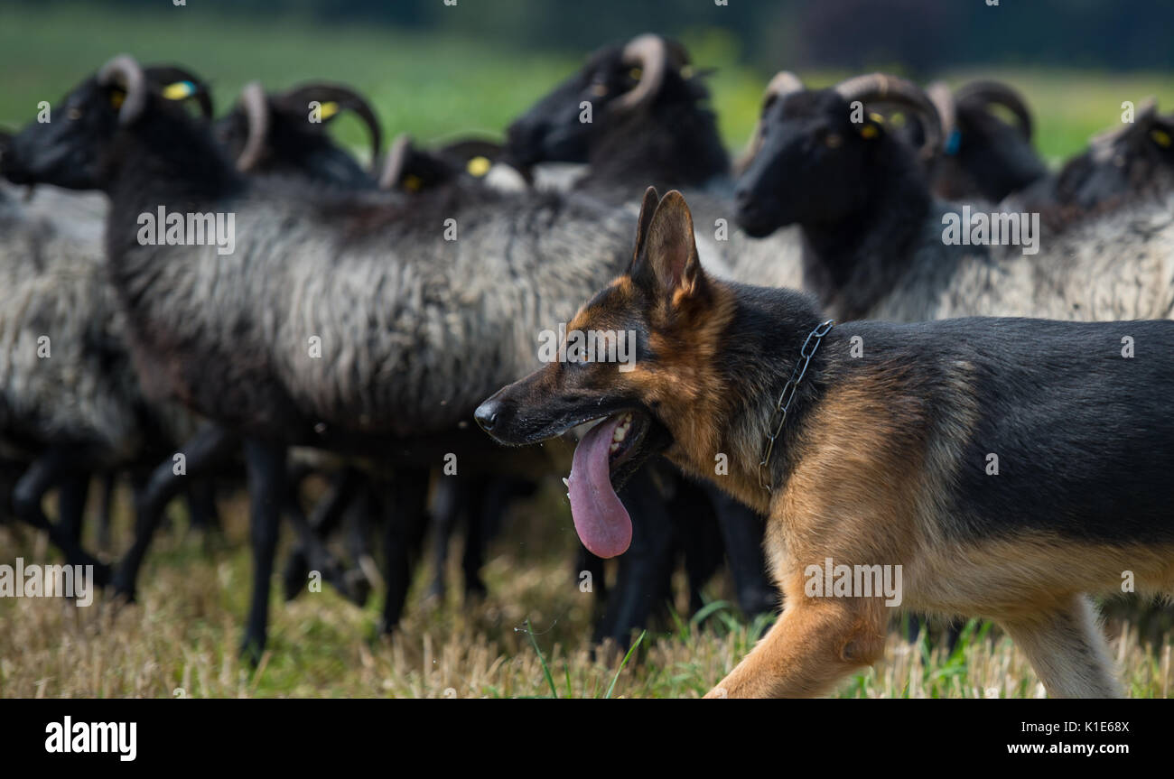 German shepherd sheep in competition hi-res stock photography and ...