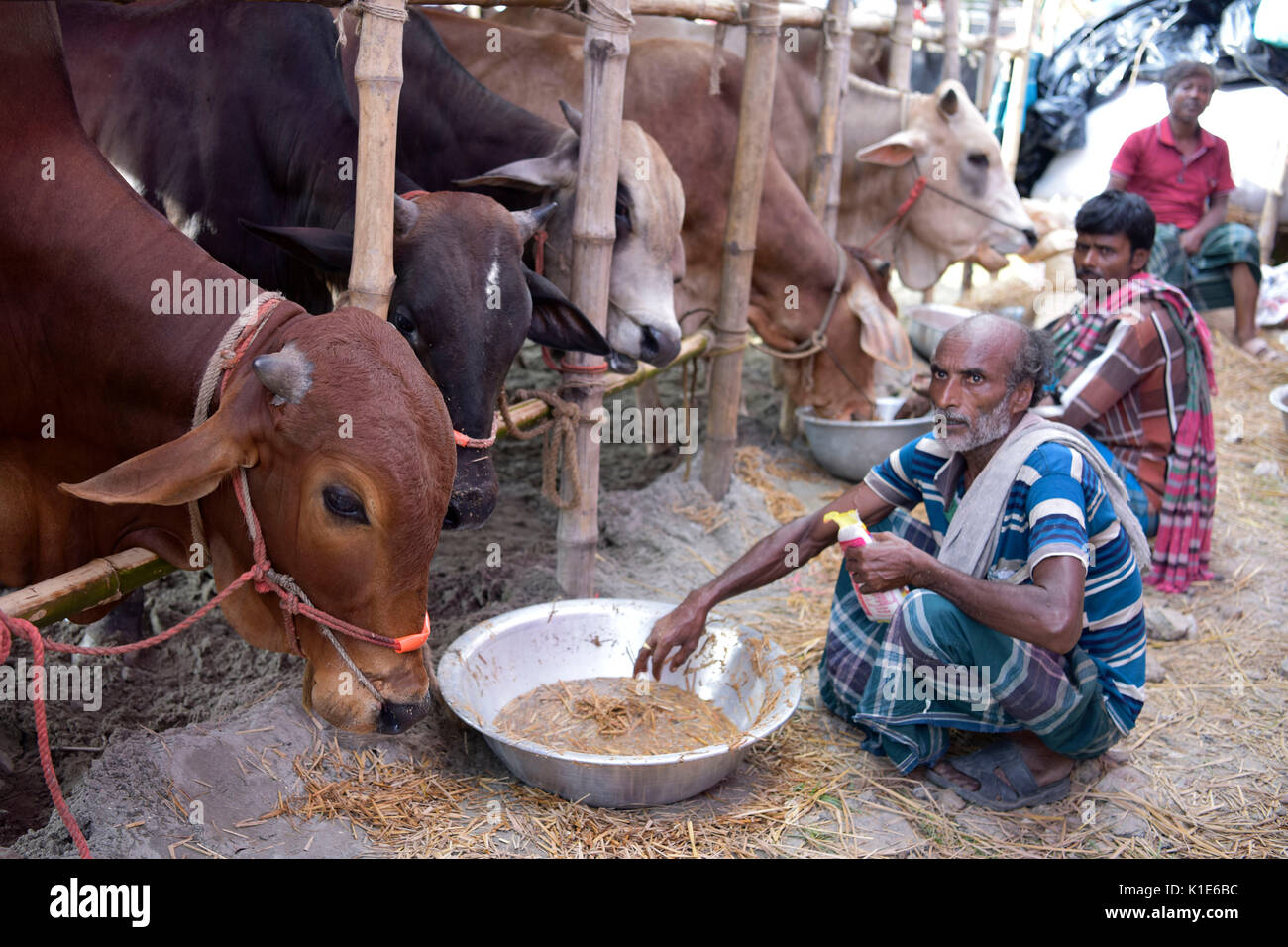 Cow food in bangladesh hi-res stock photography and images - Alamy