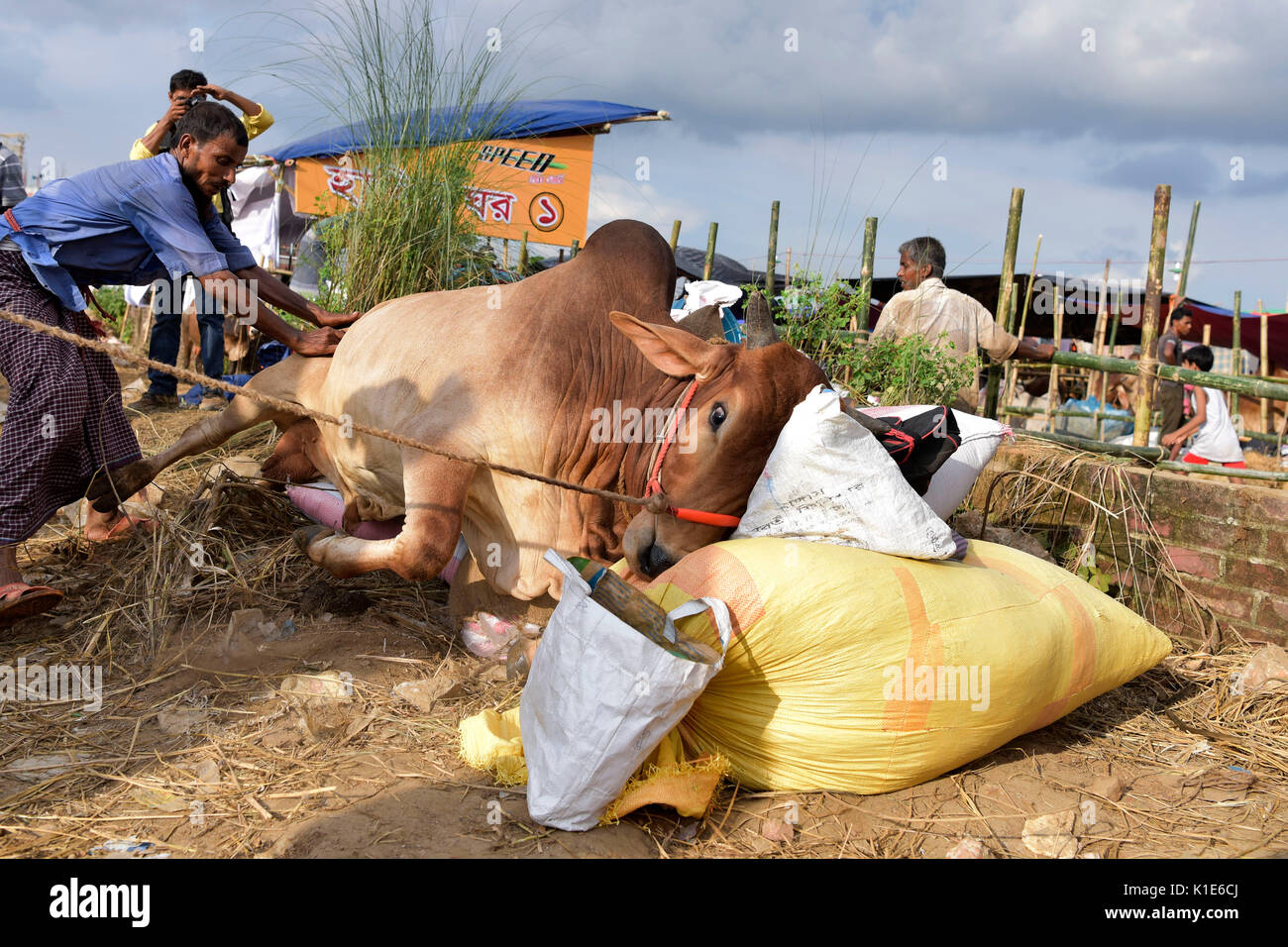 Unloading cattle hi-res stock photography and images - Alamy