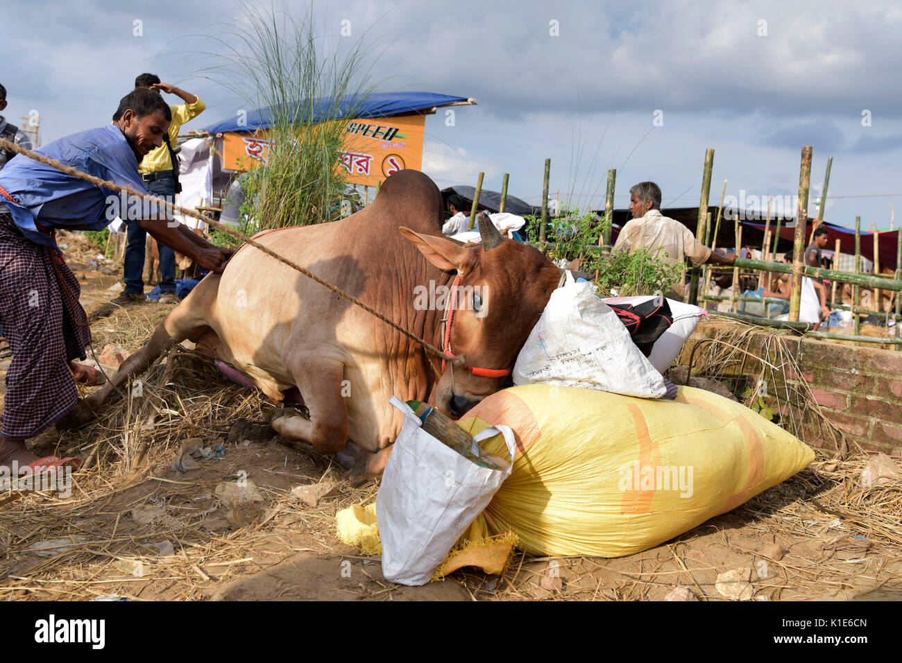 Unloading cattle hi-res stock photography and images - Alamy