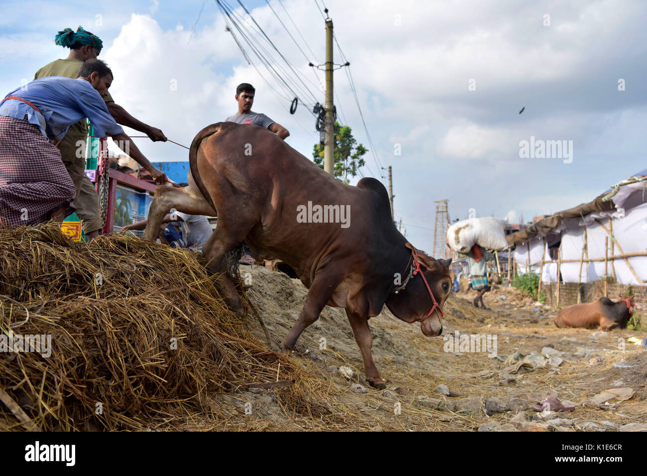 Unloading cattle hi-res stock photography and images - Alamy