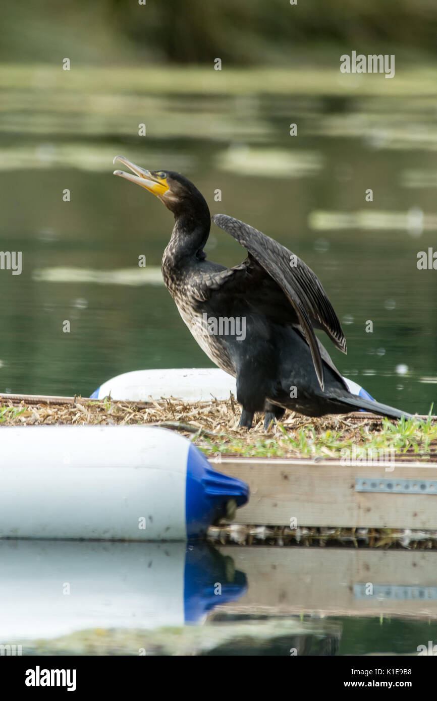 Dragonfly eating butterfly hi-res stock photography and images - Alamy