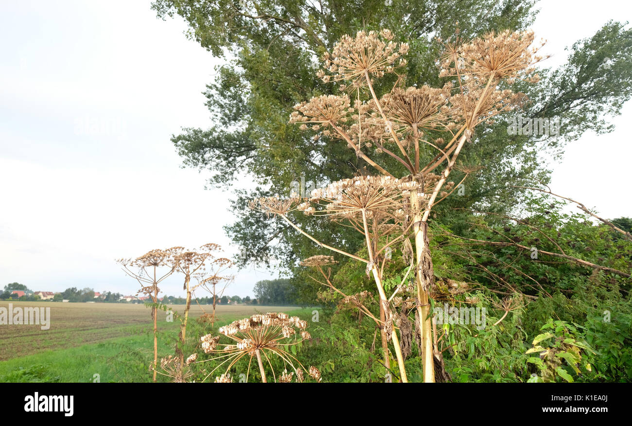 Plants of the giant hogweed type can be seen on the side of a field ...