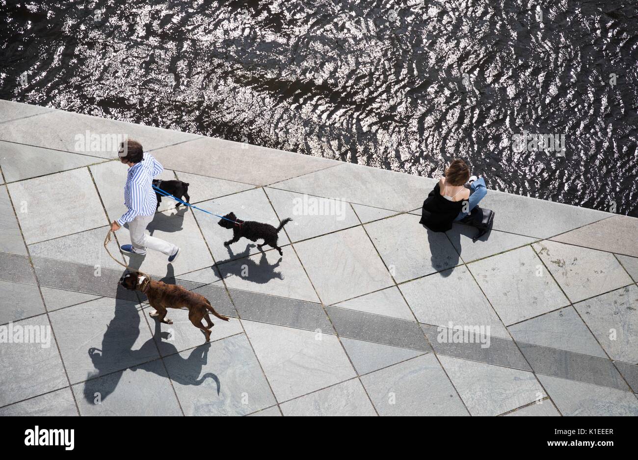 Man with three dogs hi-res stock photography and images - Alamy