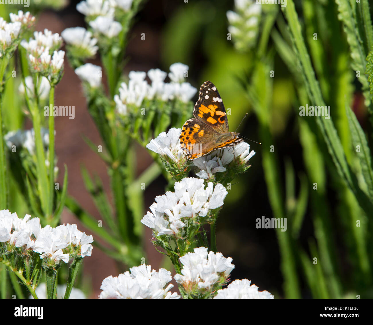 Verbena bonariensis butterfly uk garden hi-res stock photography and ...