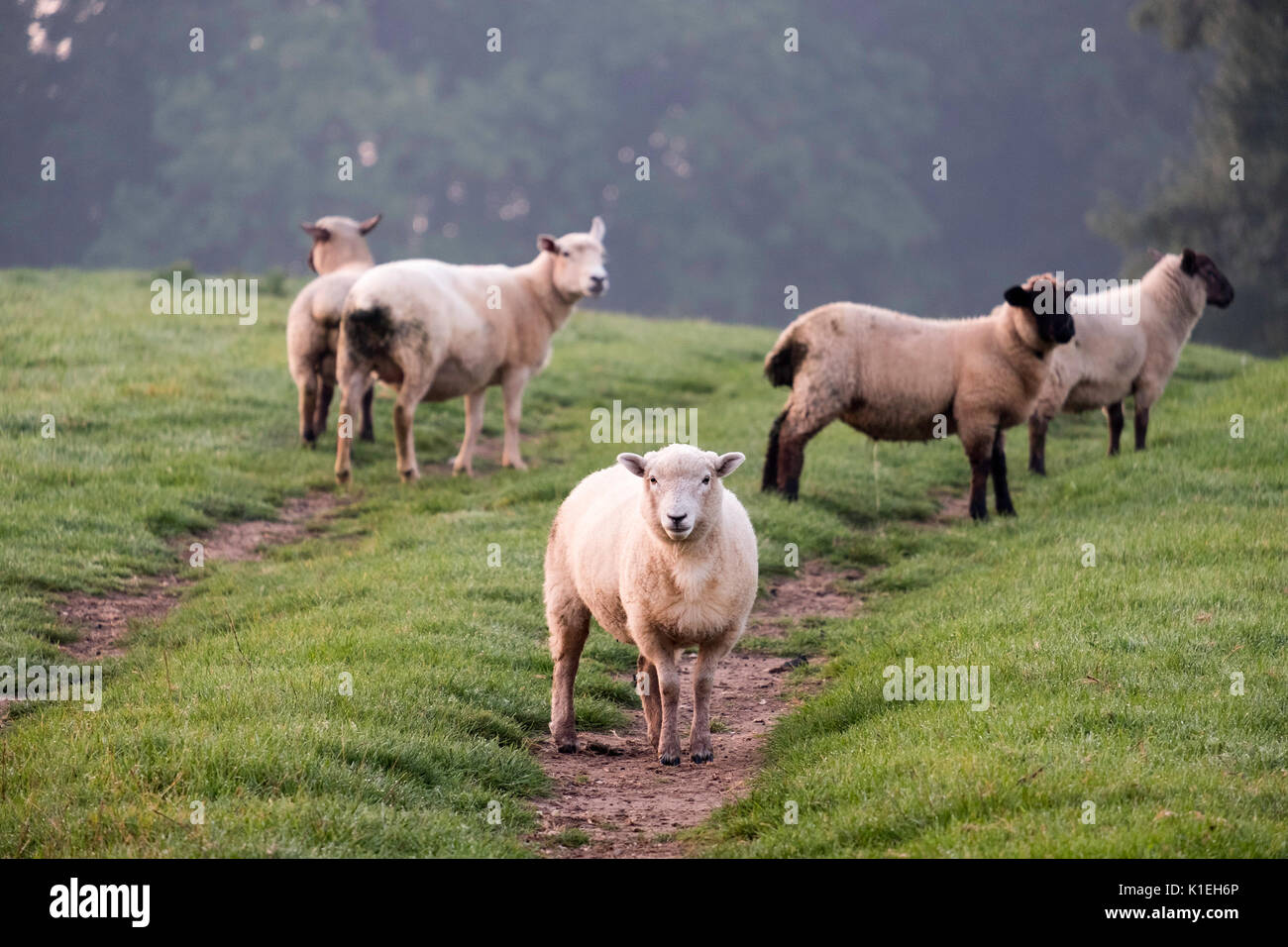 Sheep Ruminants High Resolution Stock Photography and Images - Alamy