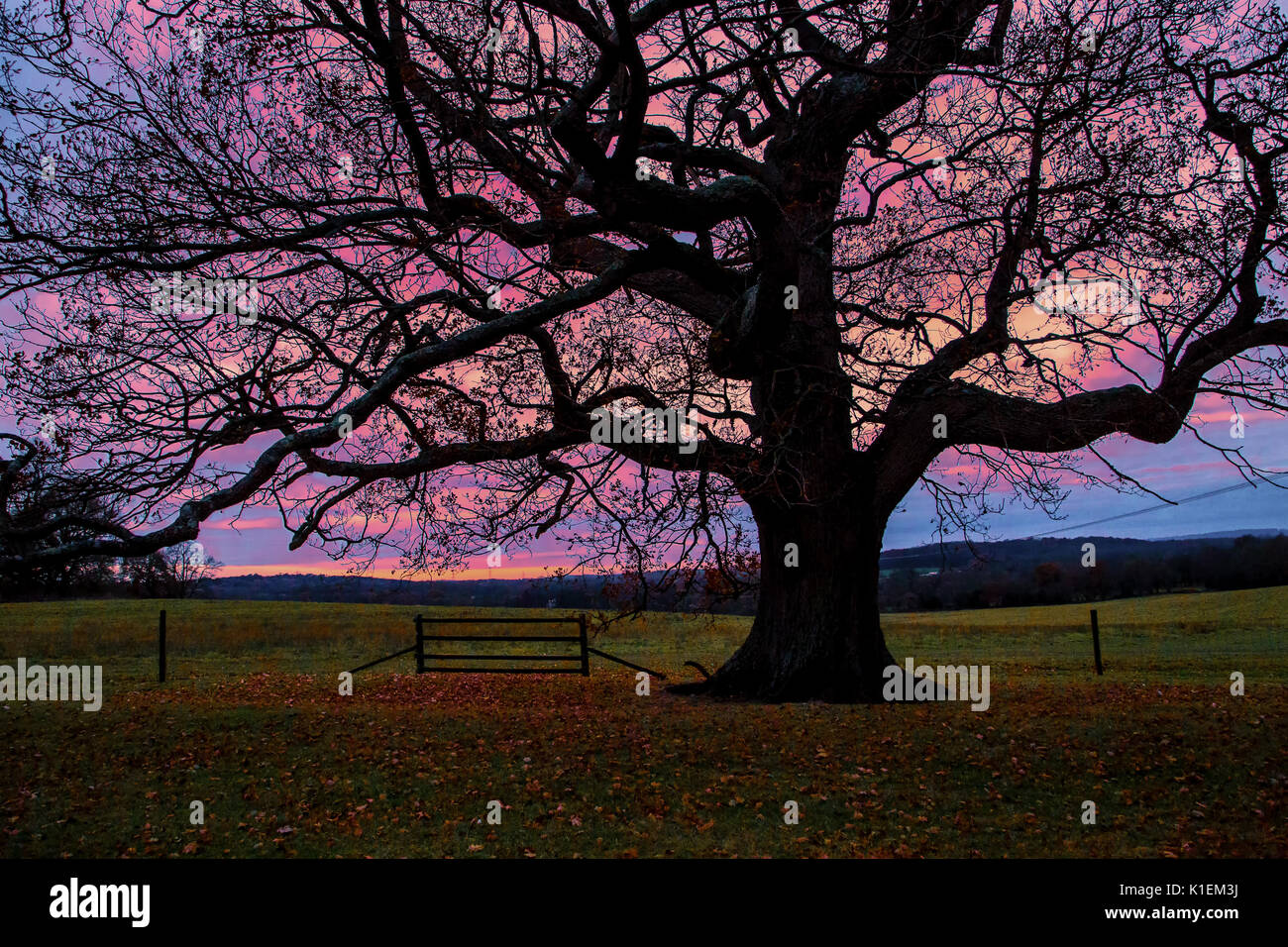 Portrait of a tree at sunset Stock Photo - Alamy