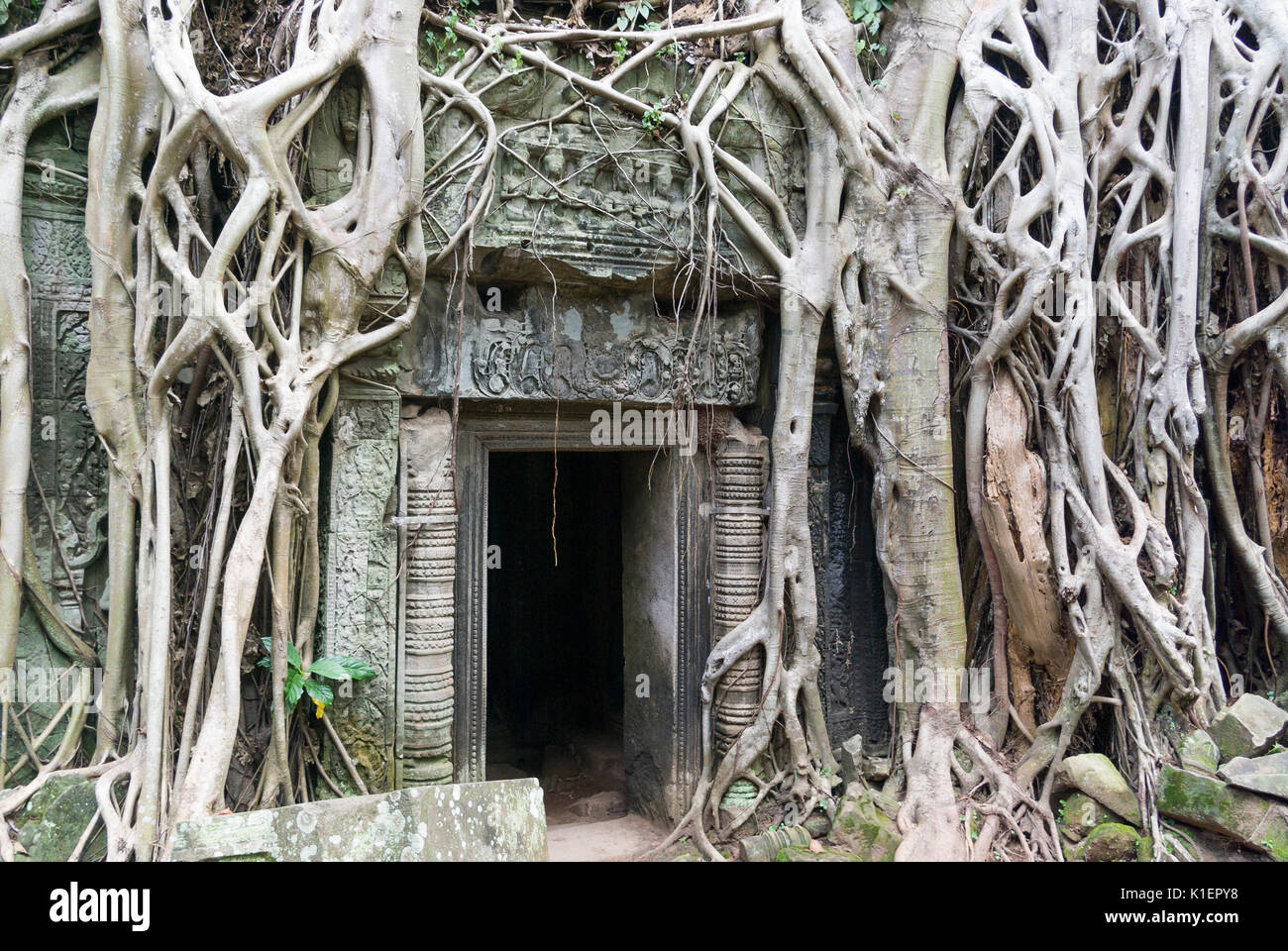 Angkor Wat Ta Prohm Temple door with fig tree roots, Cambodia ...