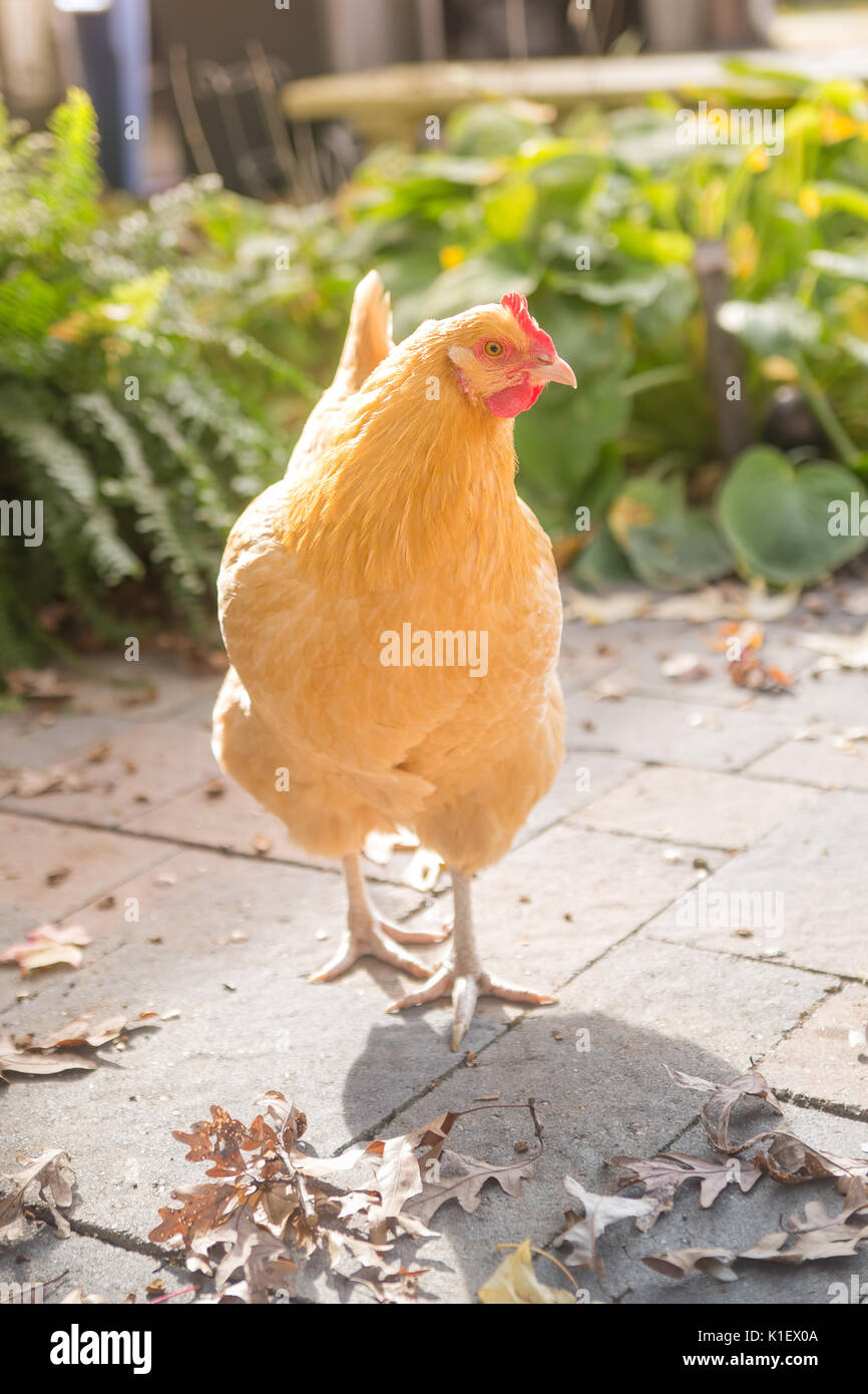 Chicken hen sun hi-res stock photography and images - Alamy