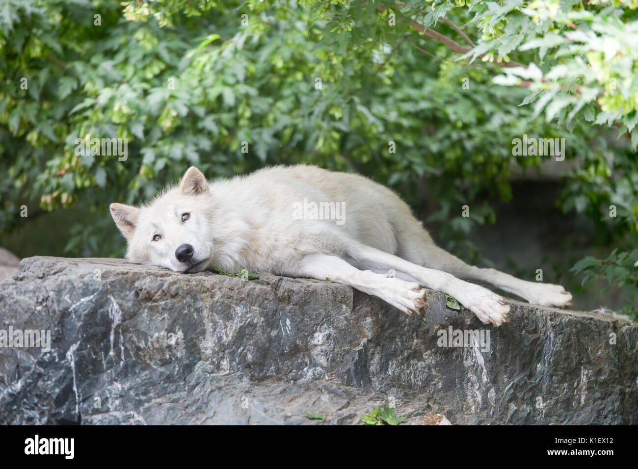 Arctic wolf resting on rock face with green trees in background - wolf ...