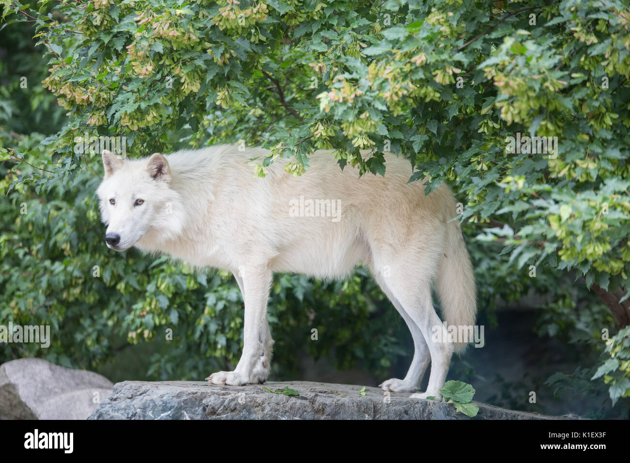 Arctic wolf standing on a large rock looking off to the left with ...