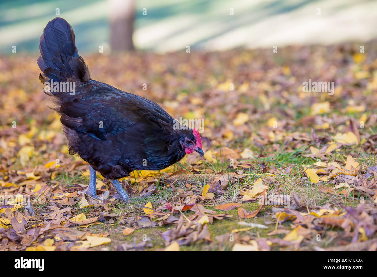 White australorp chicken in hi-res stock photography and images - Alamy