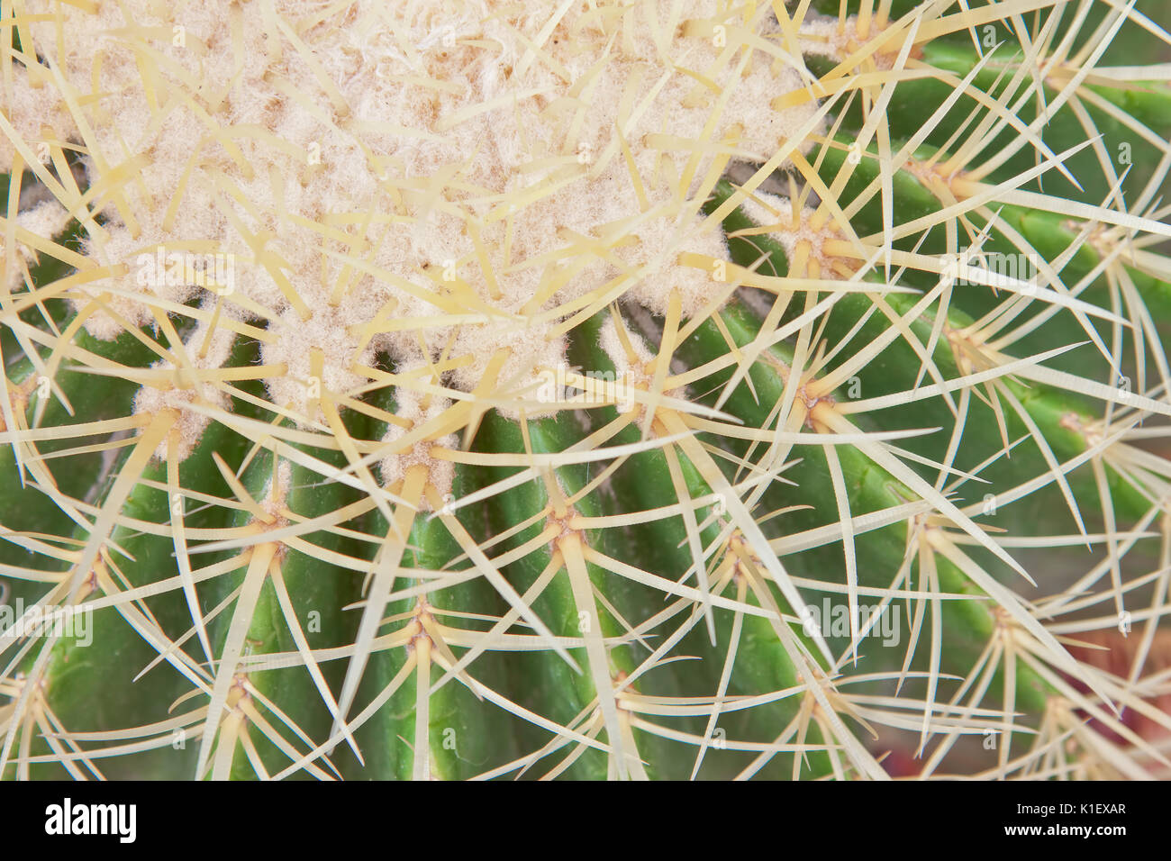 Close up of a cactus with spines Stock Photo - Alamy