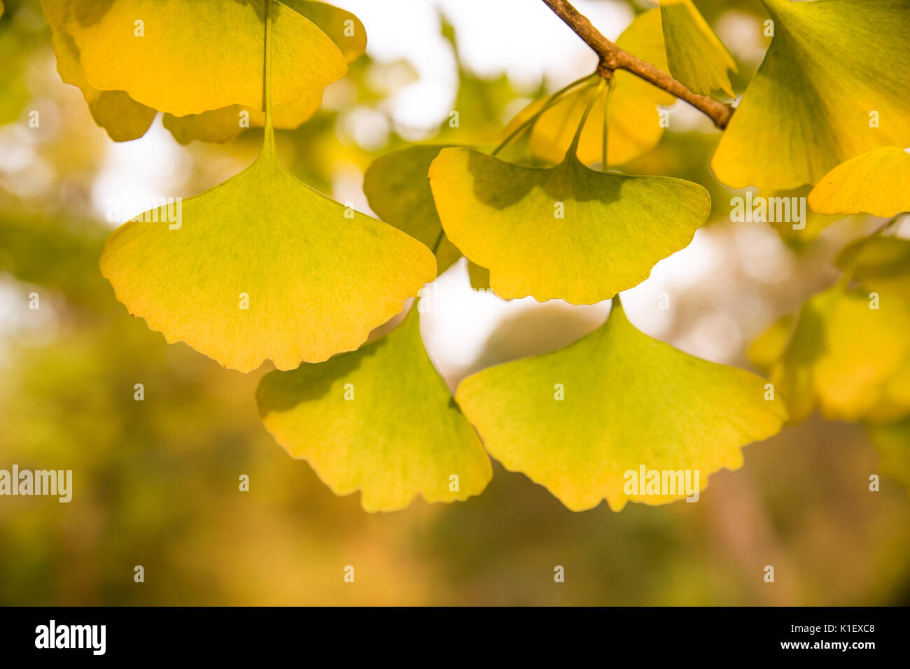 Cluster of yellow ginko leaves in the autum sun with fall colors in the ...