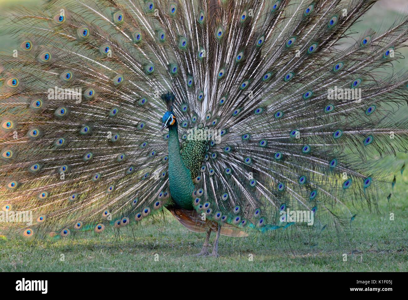 beautiful male Green Peafowl (Pavo muticus) inThai forest Stock Photo ...