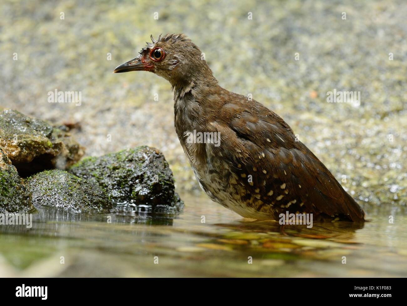 Malaysian banded crake hi-res stock photography and images - Alamy