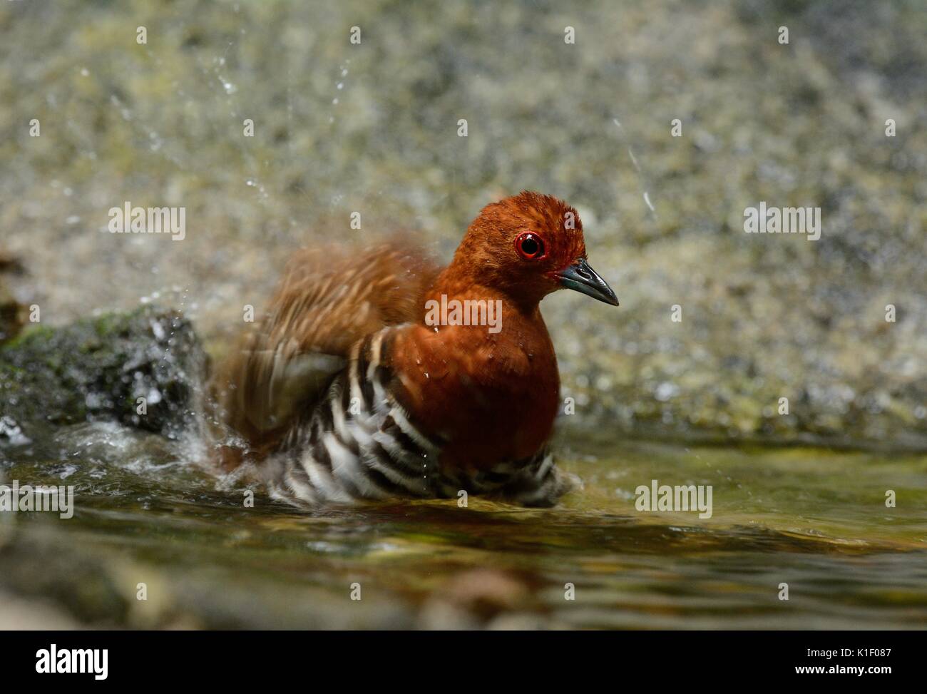 beautiful Red-legged Crake, Malaysian Banded Crake (Rallina fasciata ...