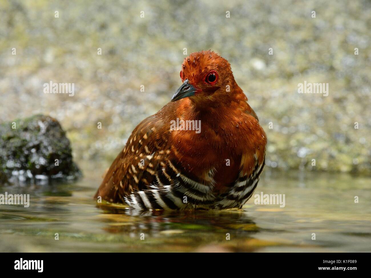 Malaysian banded crake hi-res stock photography and images - Alamy