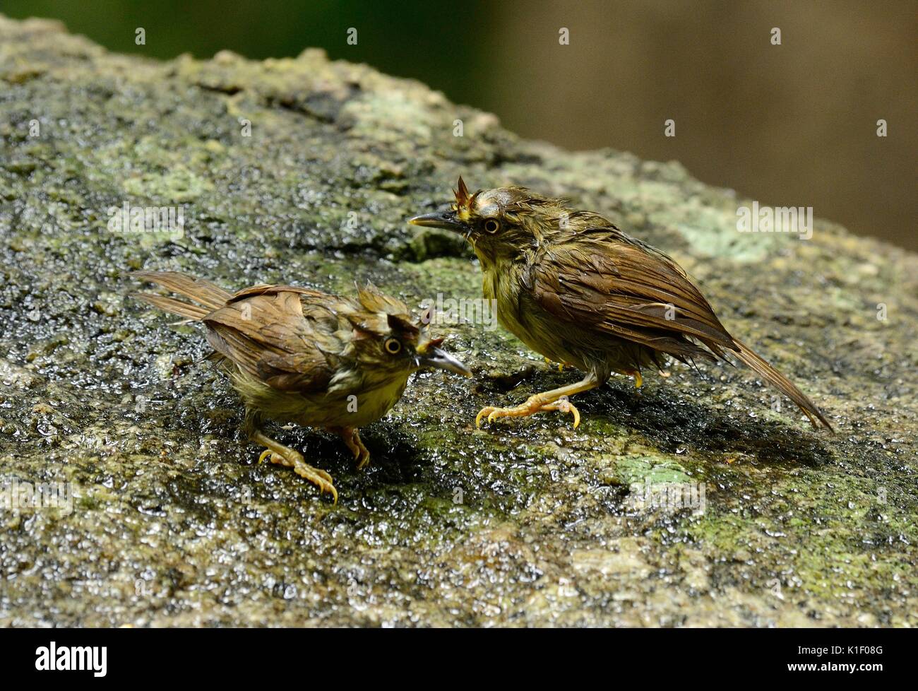 beautiful Pin-Stripeed babbler (Macronus gularis) in forest of Thailand ...